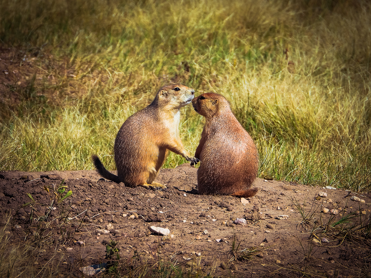 Road-Tripping Nebraska & The Dakotas: Exploring America's Great Plains ...